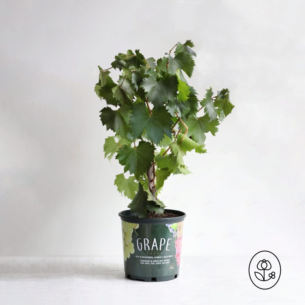 Olive - Dewar Nurseries