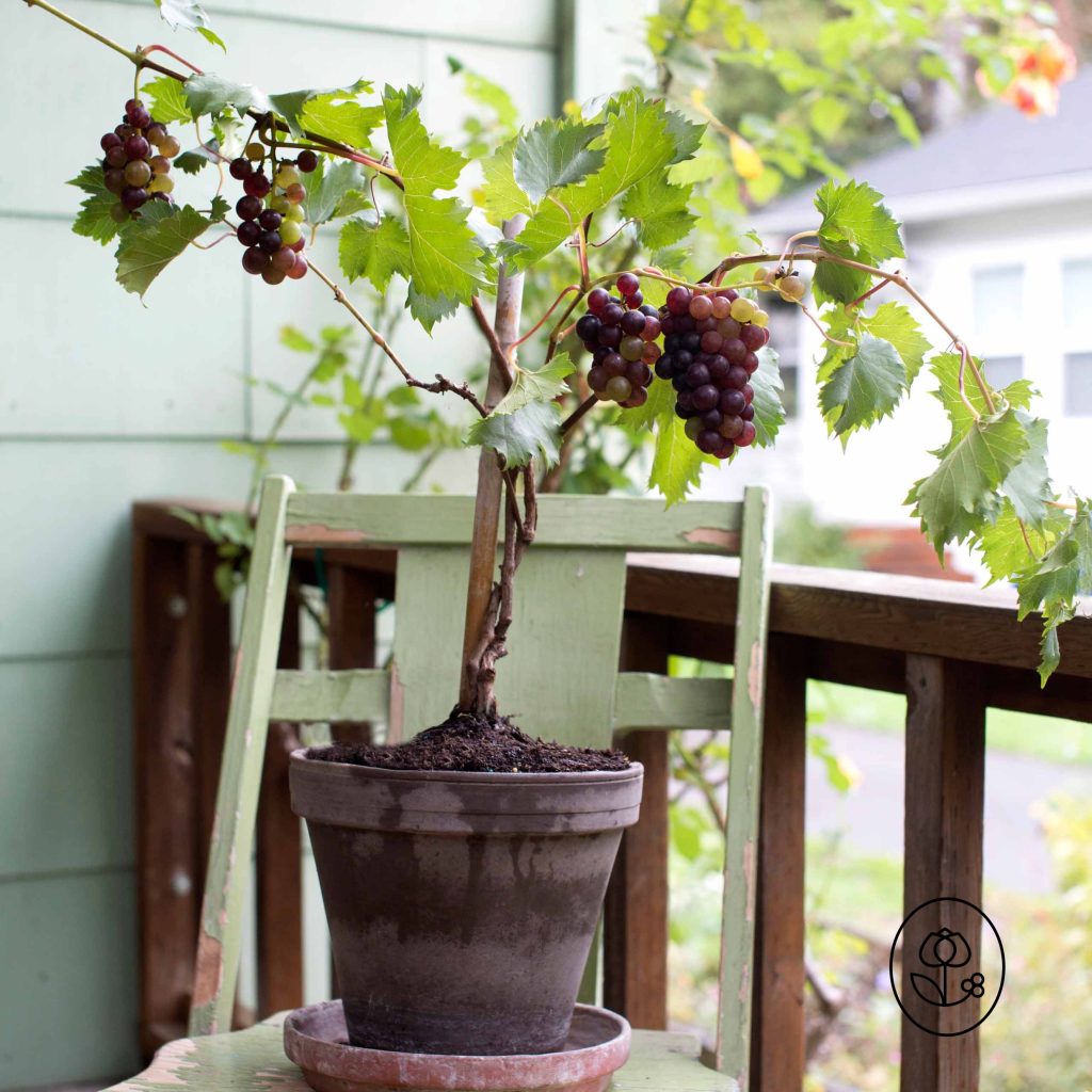 Olive - Dewar Nurseries