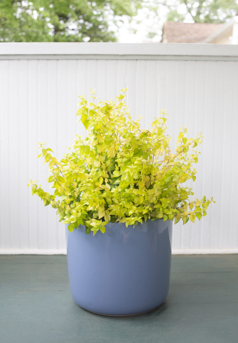 Bloomables® Abelia - Dewar Nurseries