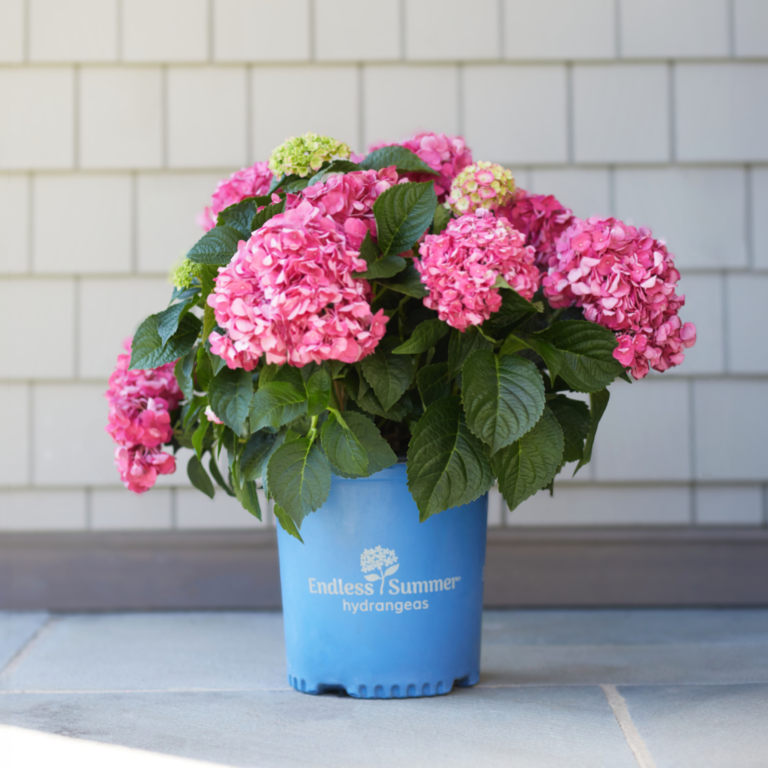 Endless Summer® Hydrangea - Dewar Nurseries