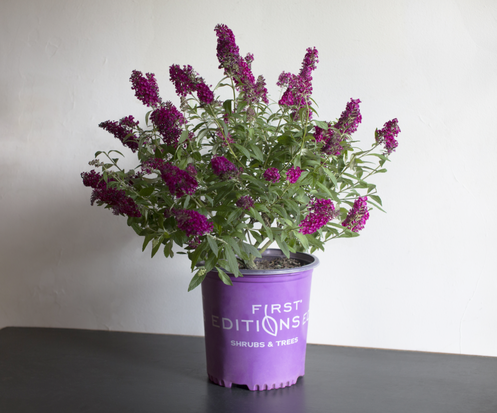 First Editions® Buddleia - Dewar Nurseries