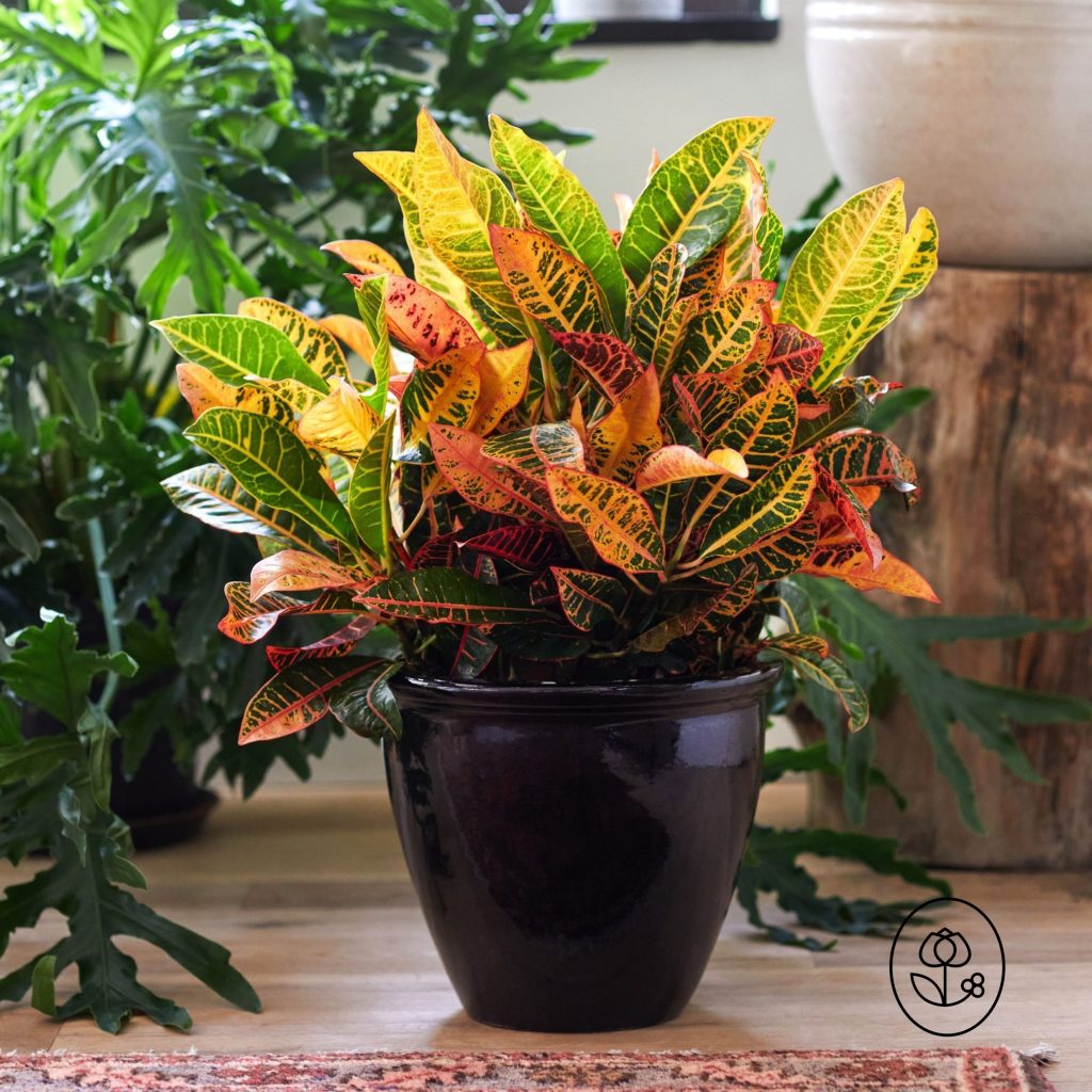 Olive - Dewar Nurseries