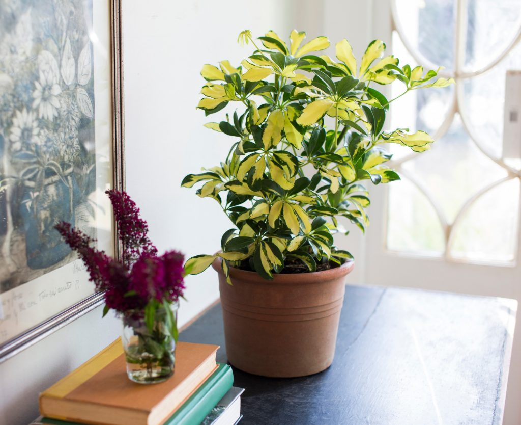 Schefflera Arboricola 'Trinette' - Dewar Nurseries