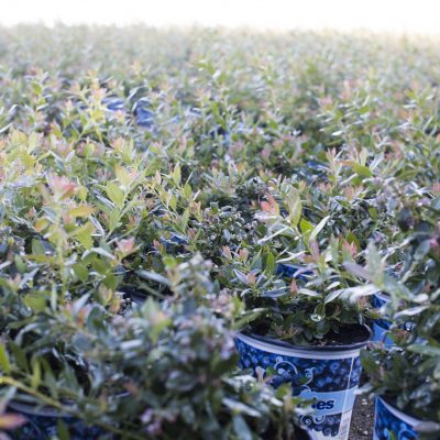 Edibles - Dewar Nurseries