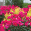 Duet™ Rose Tree - Dewar Nurseries