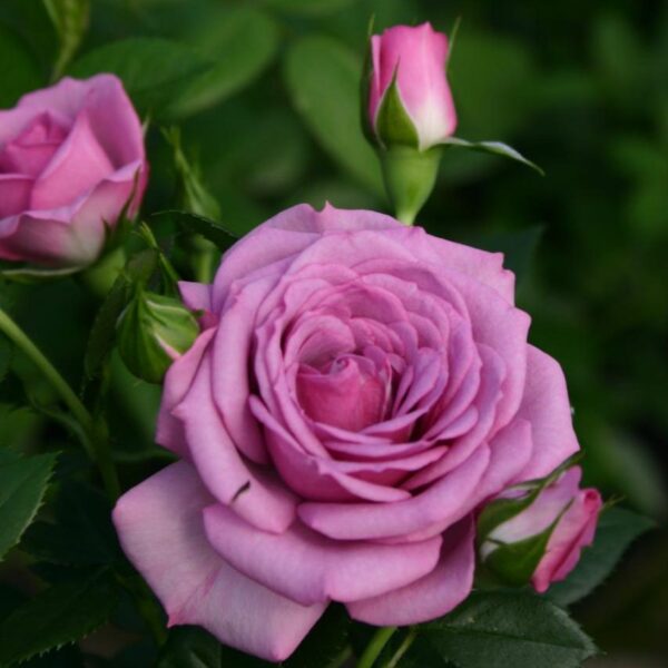 Duet™ Rose - Dewar Nurseries