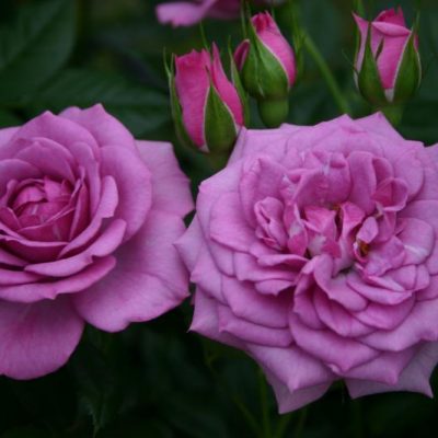 Duet™ Rose - Dewar Nurseries