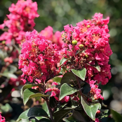 Explore Our Catalog - Dewar Nurseries
