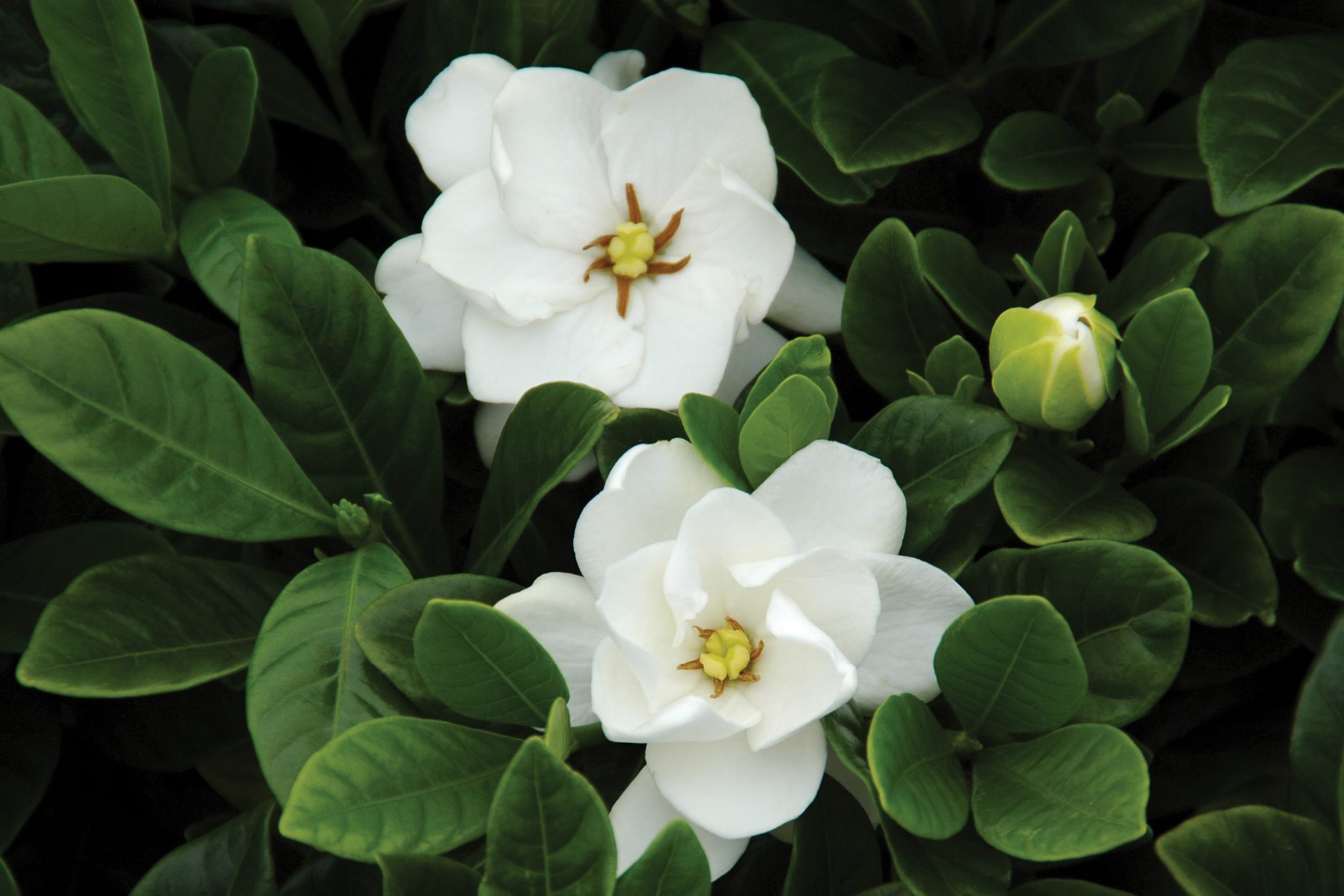 Bloomables® Buttons Gardenia - Dewar Nurseries