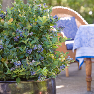 Olive - Dewar Nurseries