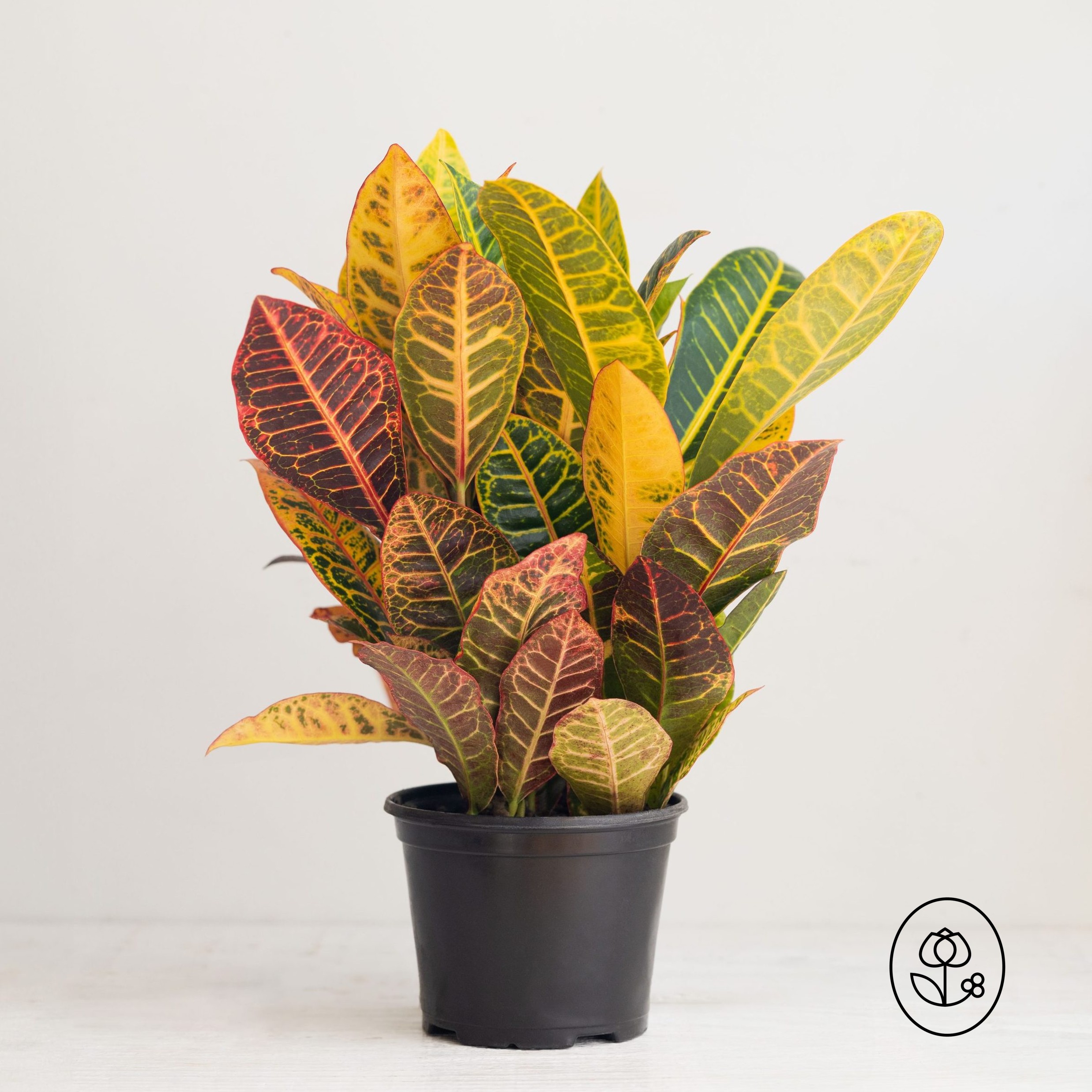 Croton - Dewar Nurseries