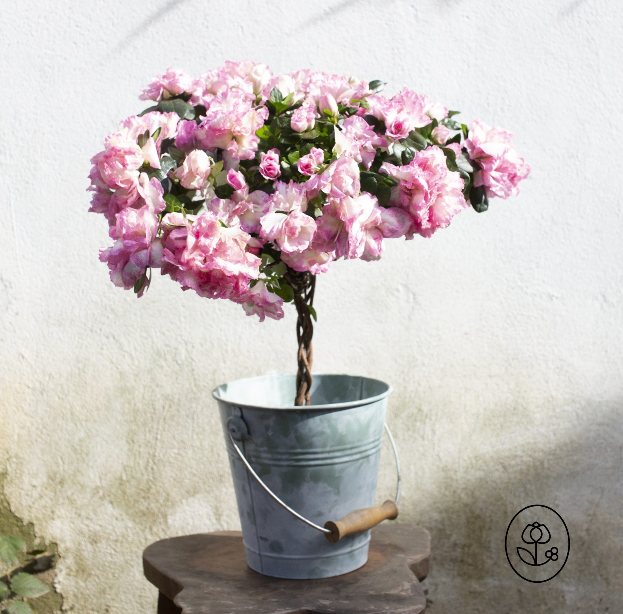 Azalea Braided Tree - Dewar Nurseries