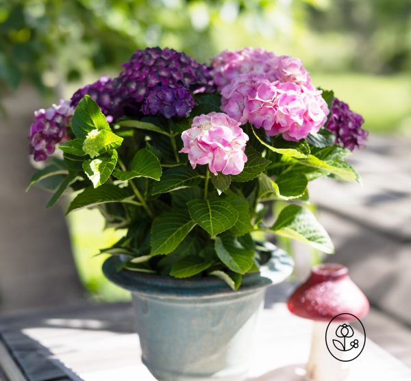 Rooted Brilliance™ Bicolor Hydrangea - Dewar Nurseries