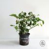 Plants - Dewar Nurseries