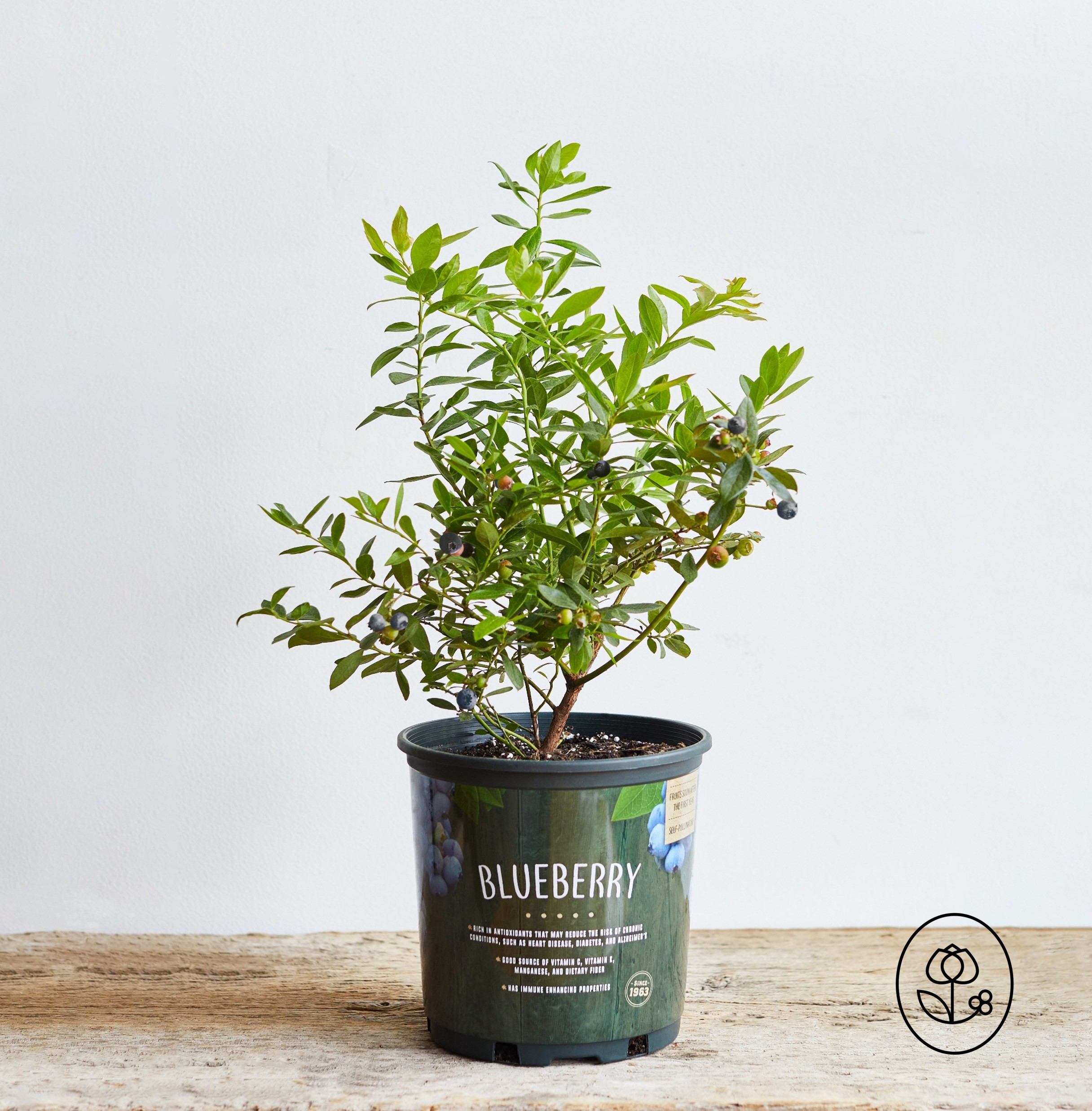 Blueberry - Dewar Nurseries