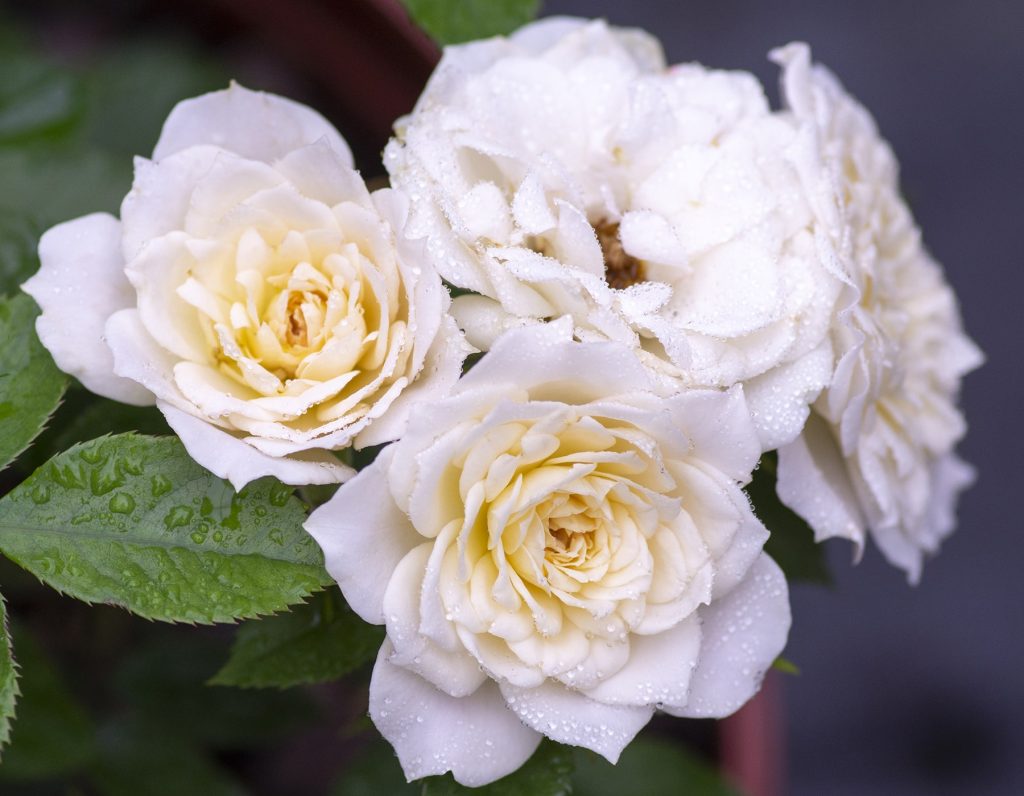 Sunblaze® Rose - Dewar Nurseries