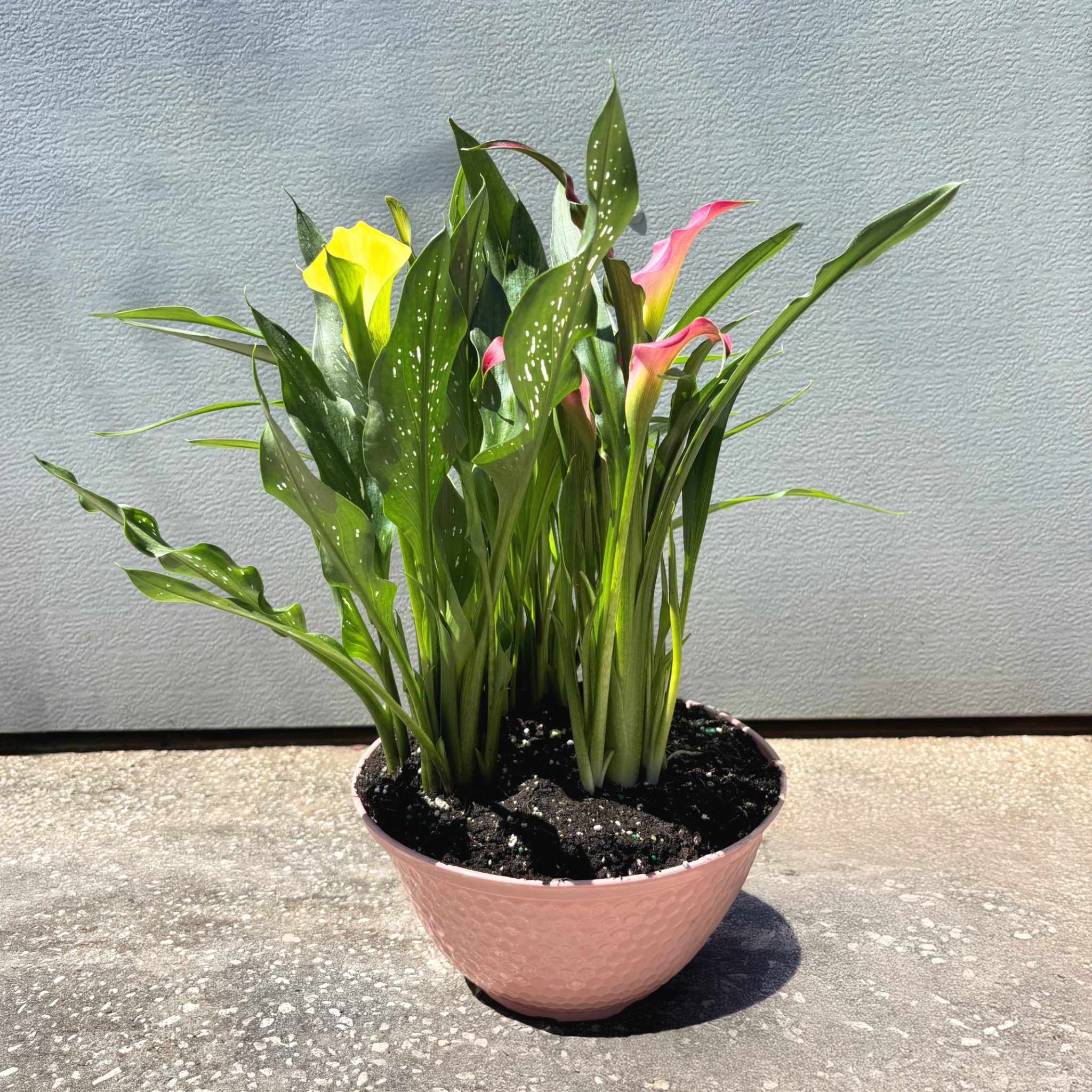 Plants - Dewar Nurseries