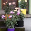 Duet™ Rose Tree - Dewar Nurseries