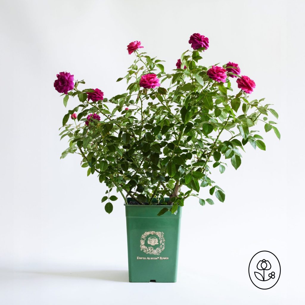 Duet™ Rose Tree - Dewar Nurseries