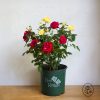 Duet™ Rose Tree - Dewar Nurseries