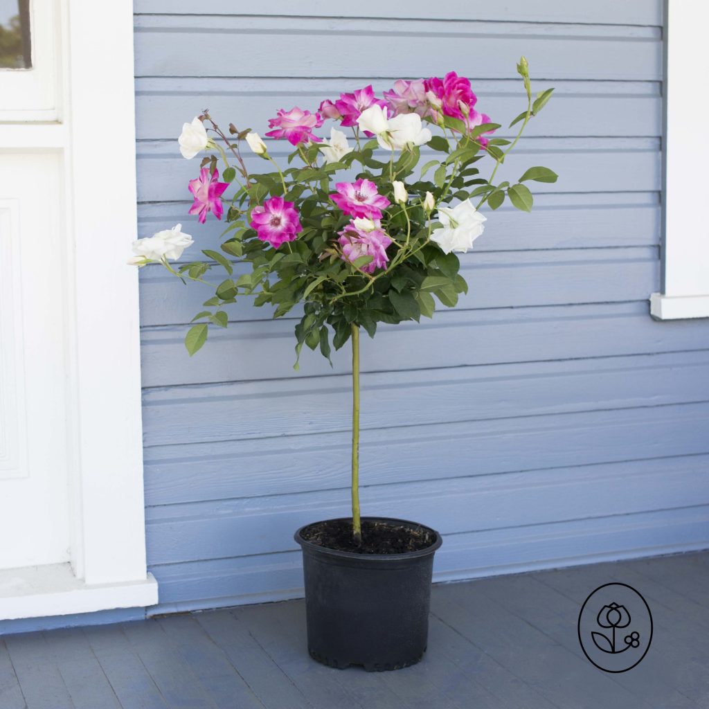 Duet™ Rose Tree - Dewar Nurseries