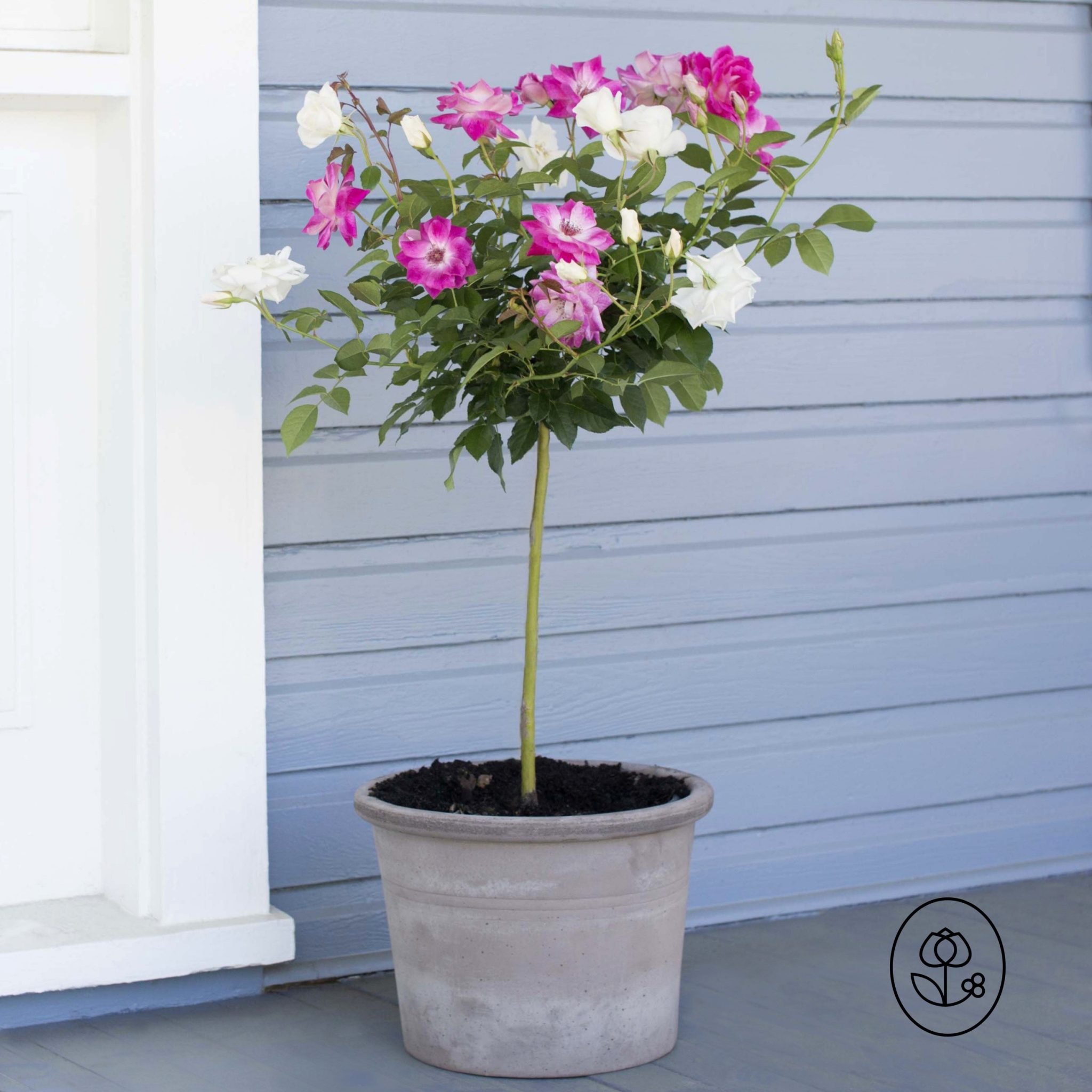 Duet™ Rose Tree - Dewar Nurseries