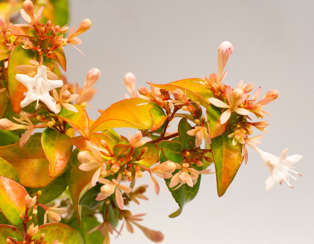Bloomables® Abelia - Dewar Nurseries