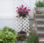Duet™ Rose Tree - Dewar Nurseries