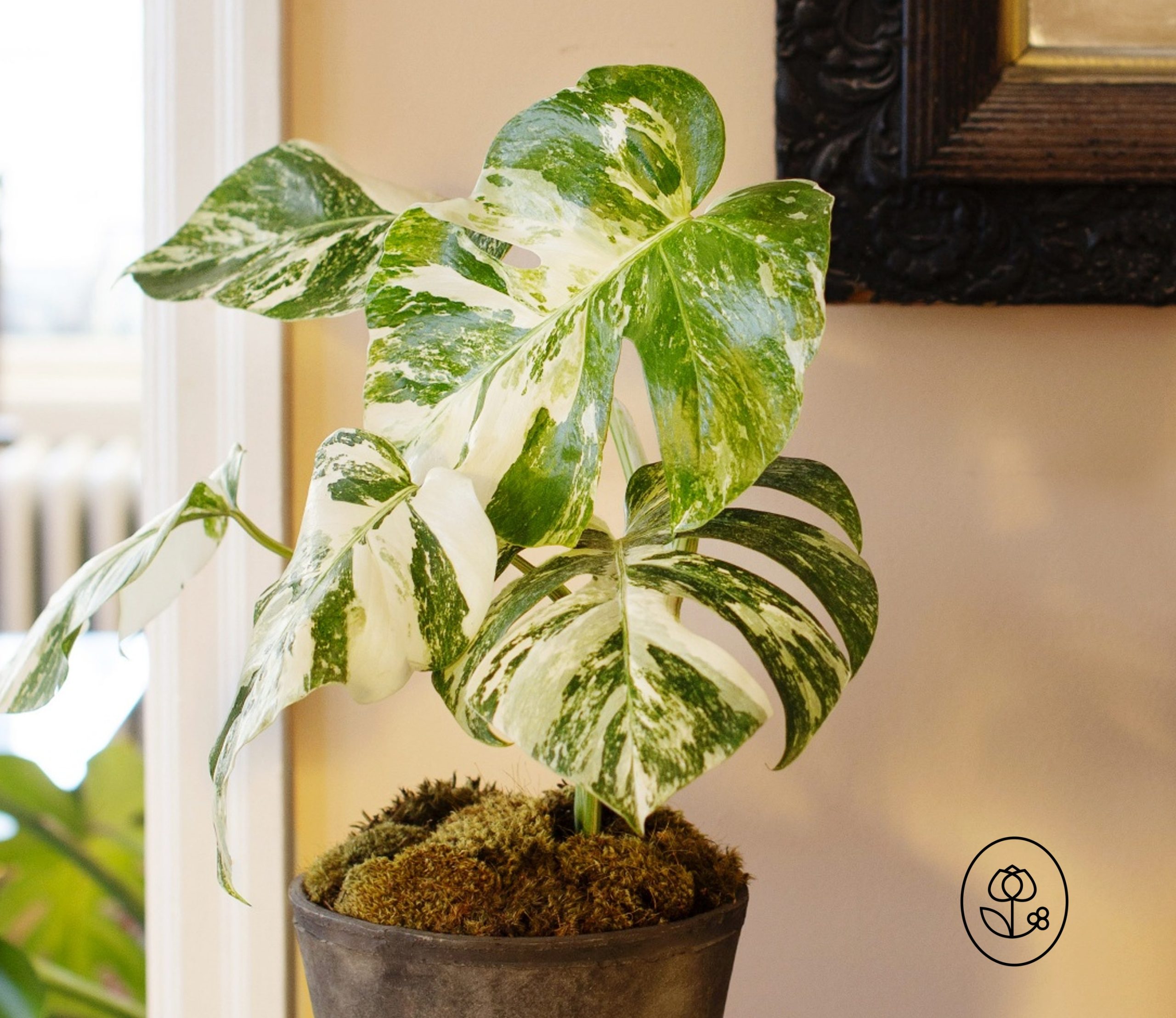 Monstera Albo - Dewar Nurseries