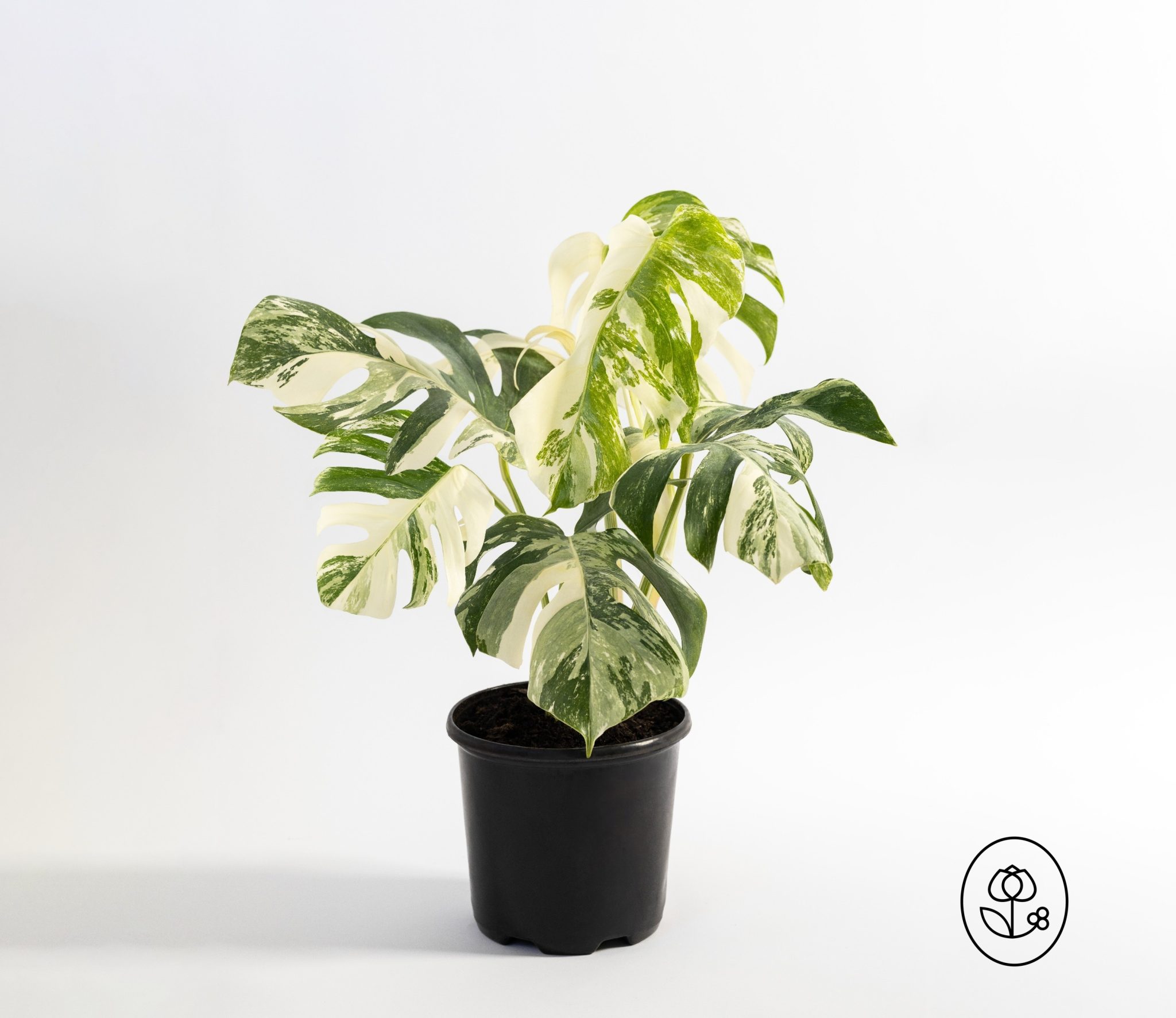 Monstera Albo - Dewar Nurseries