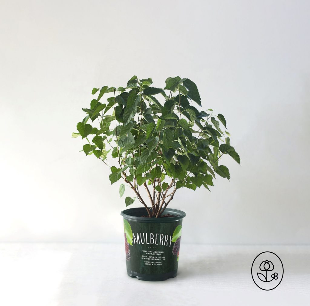 Mulberry - Dewar Nurseries
