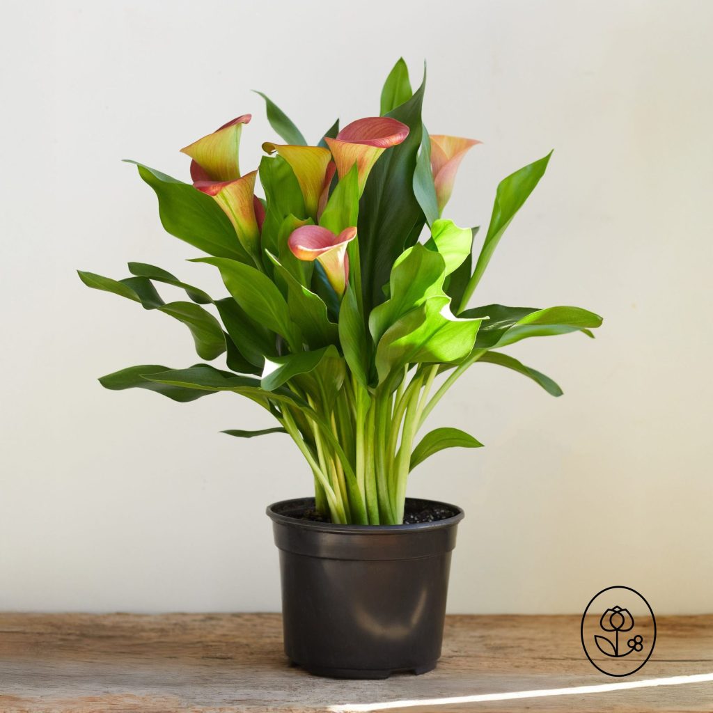 Calla Lily - Dewar Nurseries