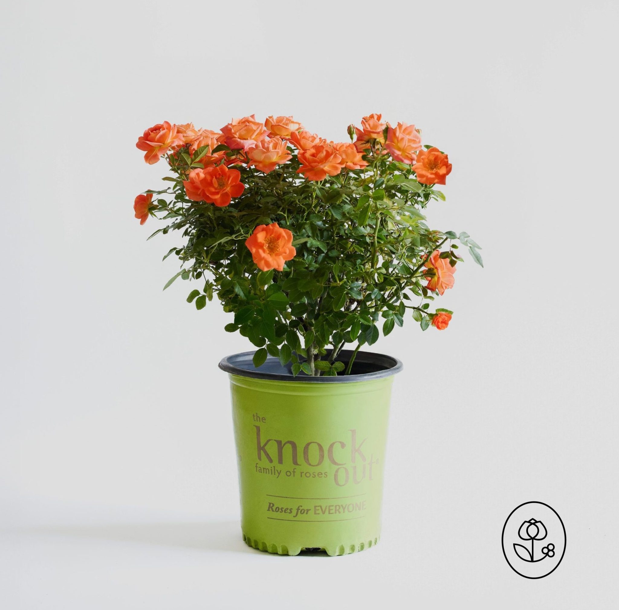Knock Out® Orange Glow - Dewar Nurseries