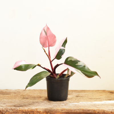 Pothos - Dewar Nurseries