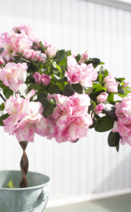 Azalea Braided Tree - Dewar Nurseries