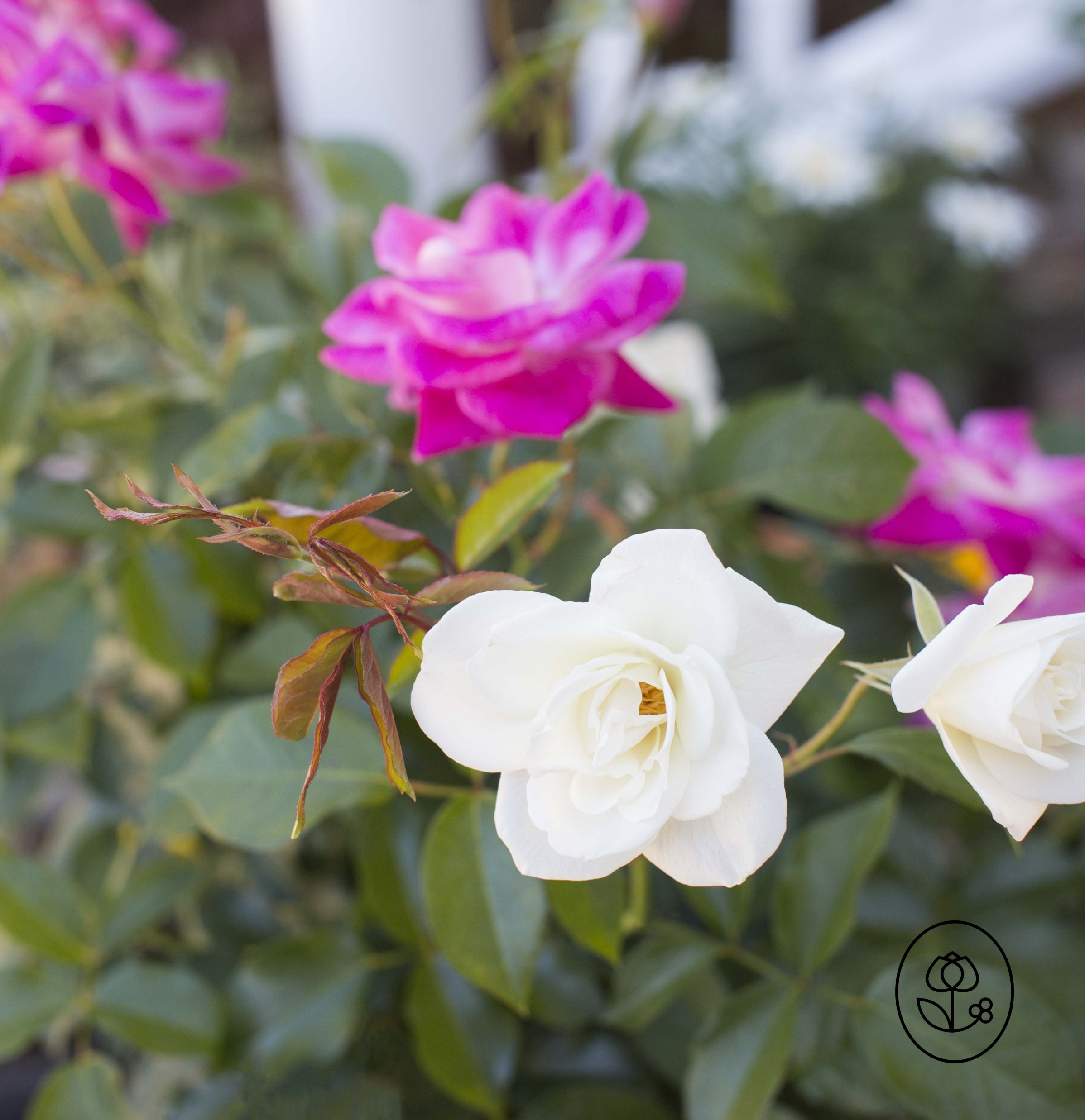 Duet™ Rose - Dewar Nurseries