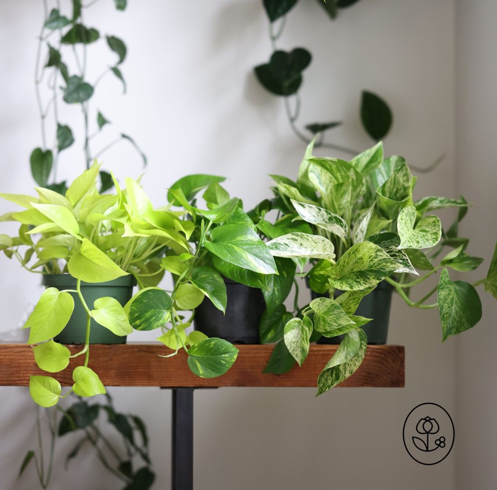 Pothos - Dewar Nurseries
