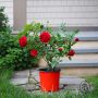 Duet™ Rose Tree - Dewar Nurseries