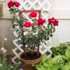 Duet™ Rose Tree - Dewar Nurseries