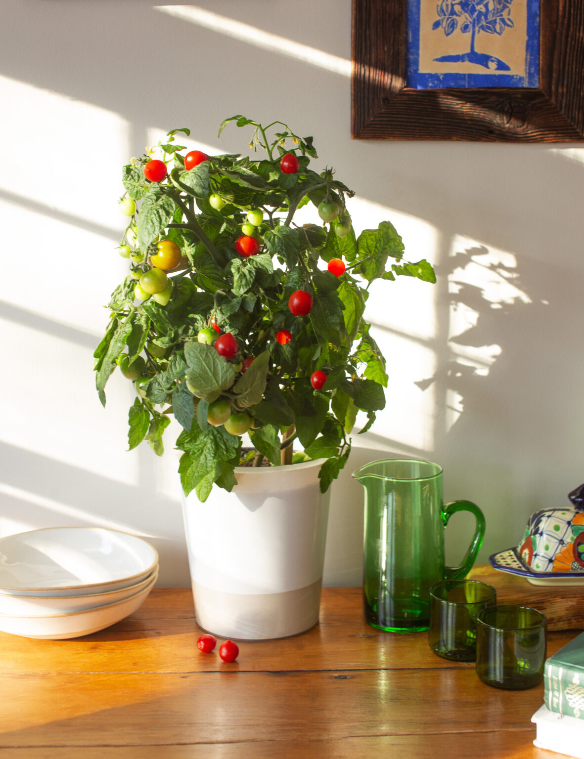 Sweet Cocktail Tomato - Dewar Nurseries