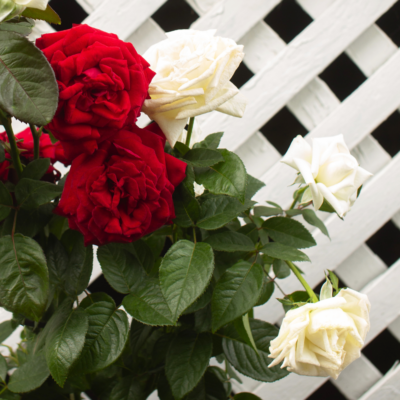 Duet™ Rose Tree - Dewar Nurseries