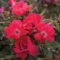 Duet™ Rose Tree - Dewar Nurseries