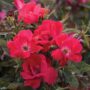 Duet™ Rose Tree - Dewar Nurseries