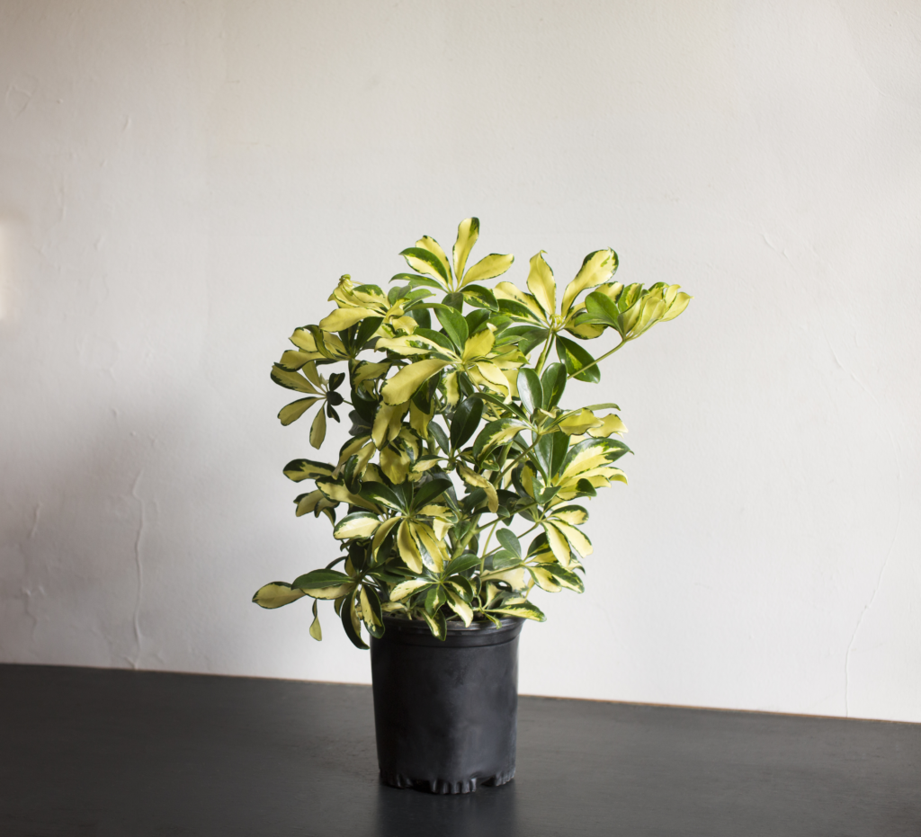 Schefflera Arboricola 'Trinette' - Dewar Nurseries