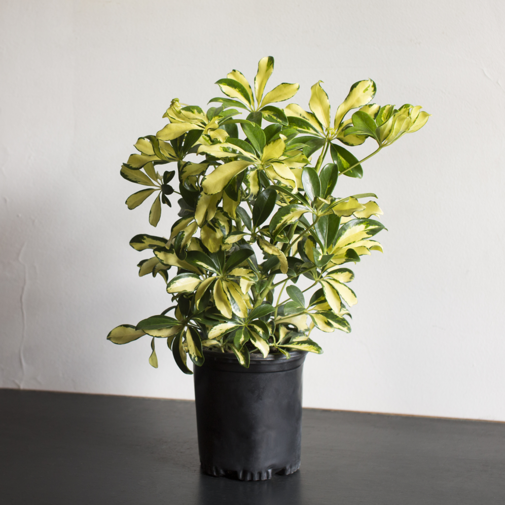 Schefflera Arboricola 'Trinette' - Dewar Nurseries