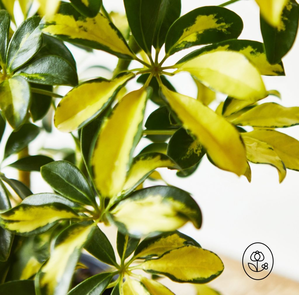 Schefflera Arboricola 'Trinette' - Dewar Nurseries