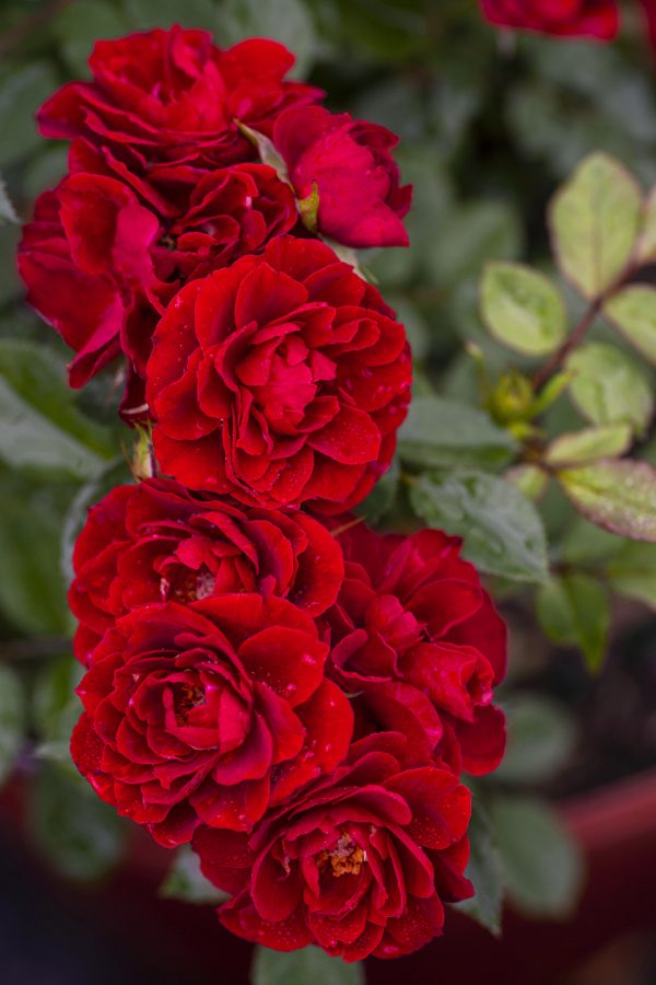 Sunblaze® Rose - Dewar Nurseries