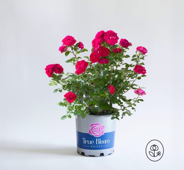 True Bloom® Rose - Dewar Nurseries