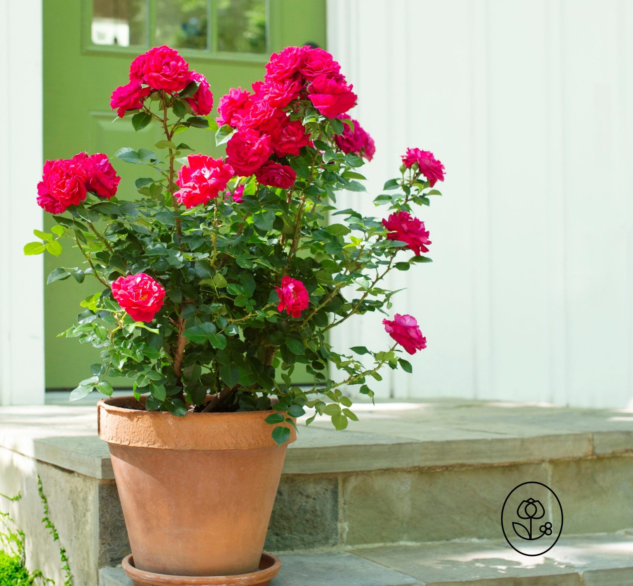 True Bloom® Rose - Dewar Nurseries