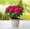 Tuxedo® Hydrangea - Dewar Nurseries